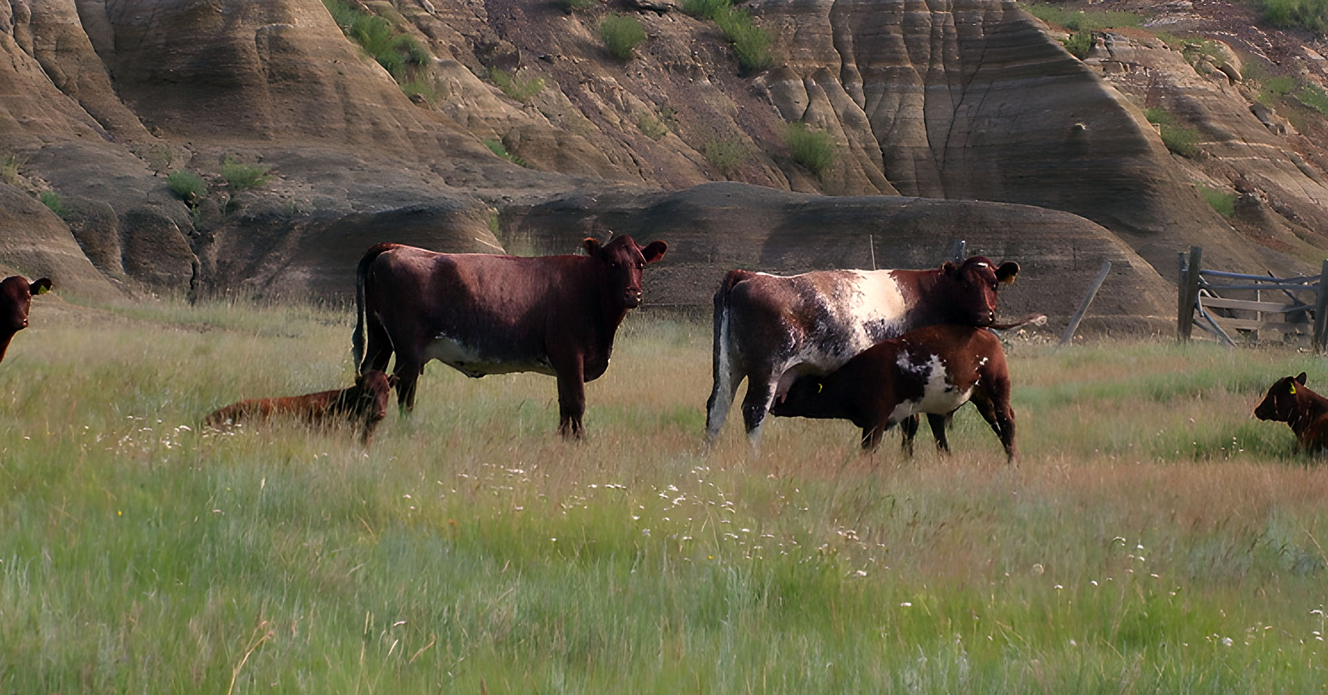4’s Company Cattle Sale - Camrose Regional Exhibition