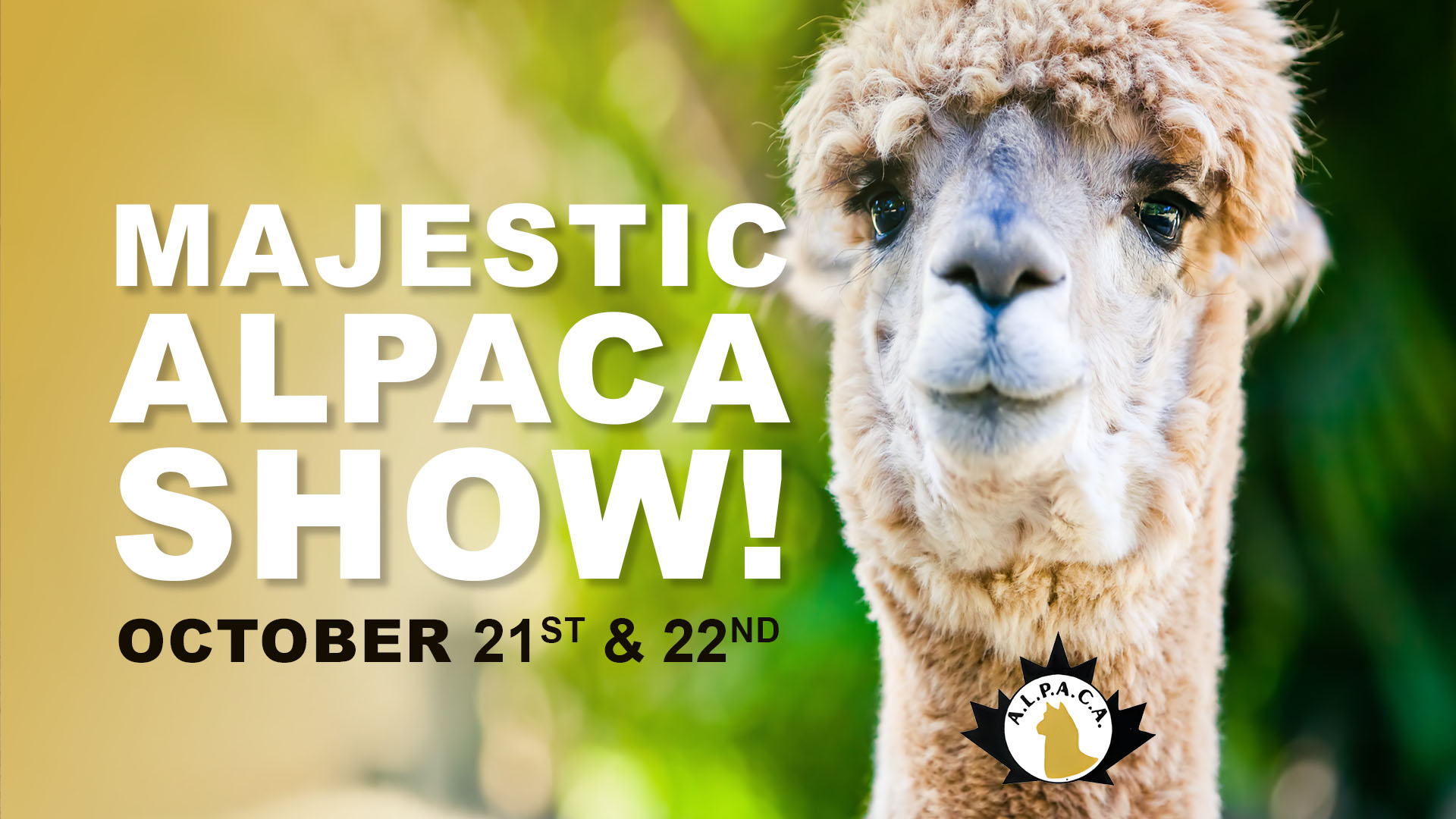 Majestic Alpaca Show - Camrose Regional Exhibition