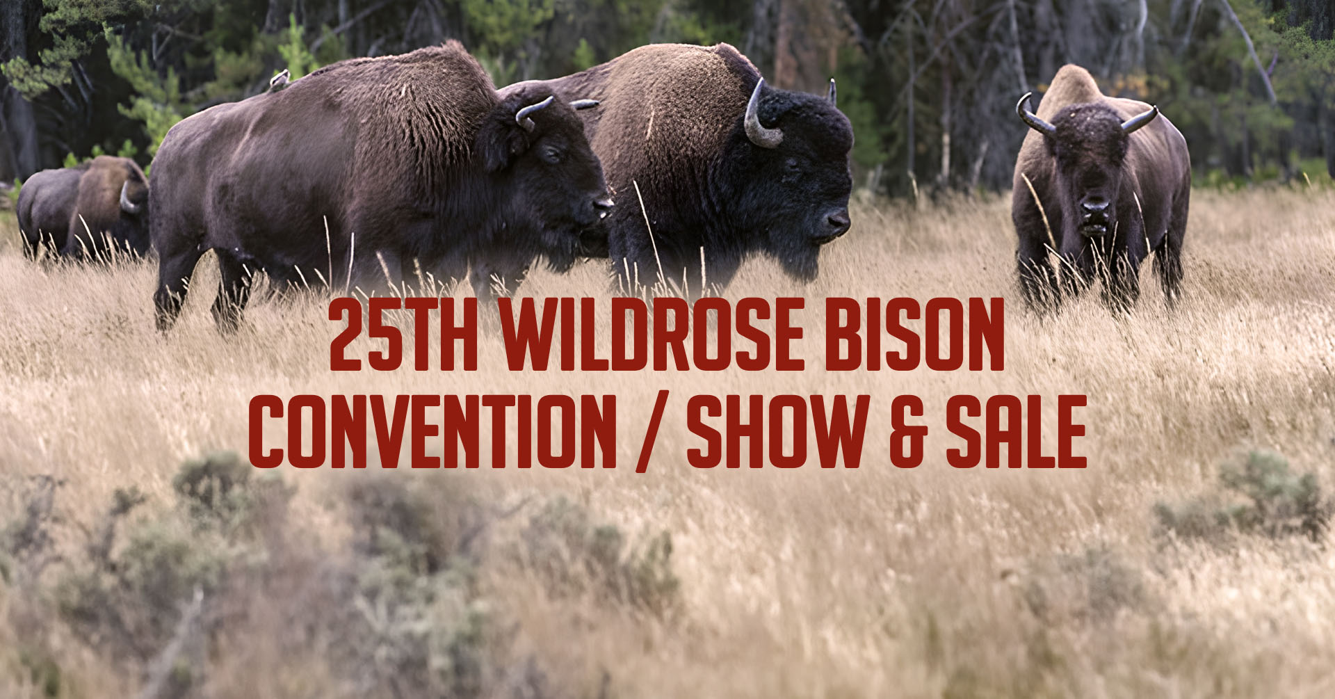 2024 Wildrose Silver Anniversary Bison Convention / Show & Sale ...